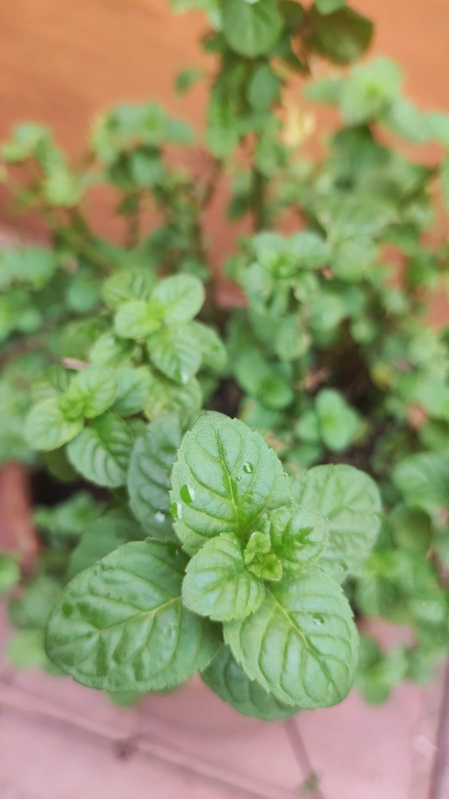 Menta - Planta Aromática y Refrescante para Cocina y Salud