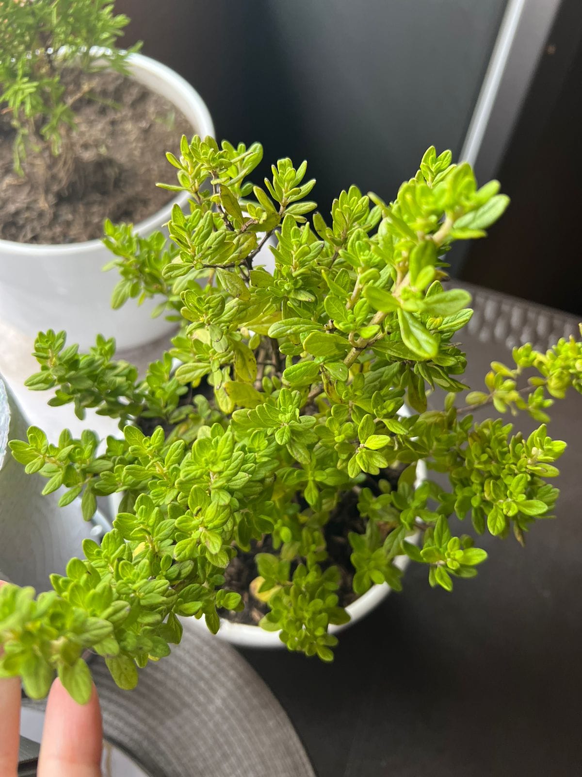 Menta - Planta Aromática y Refrescante para Cocina y Salud