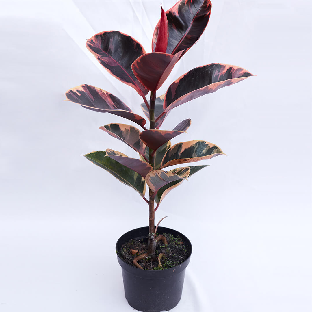 Caucho Variegado - Planta de Follaje Exuberante y Robusto